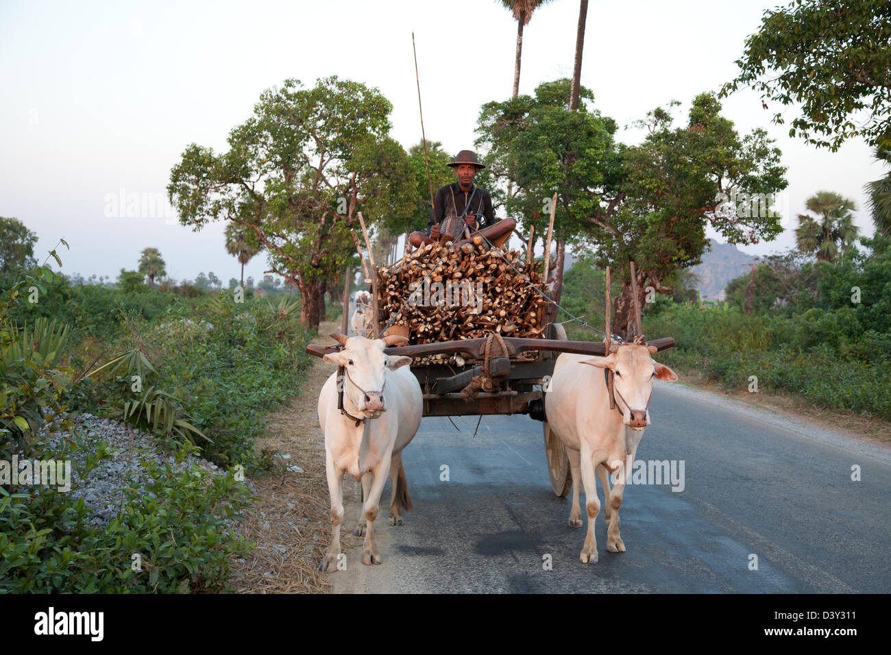 Ox cart carrying wooden logs on a road to Yangon Myanmar, Burma Stock ...