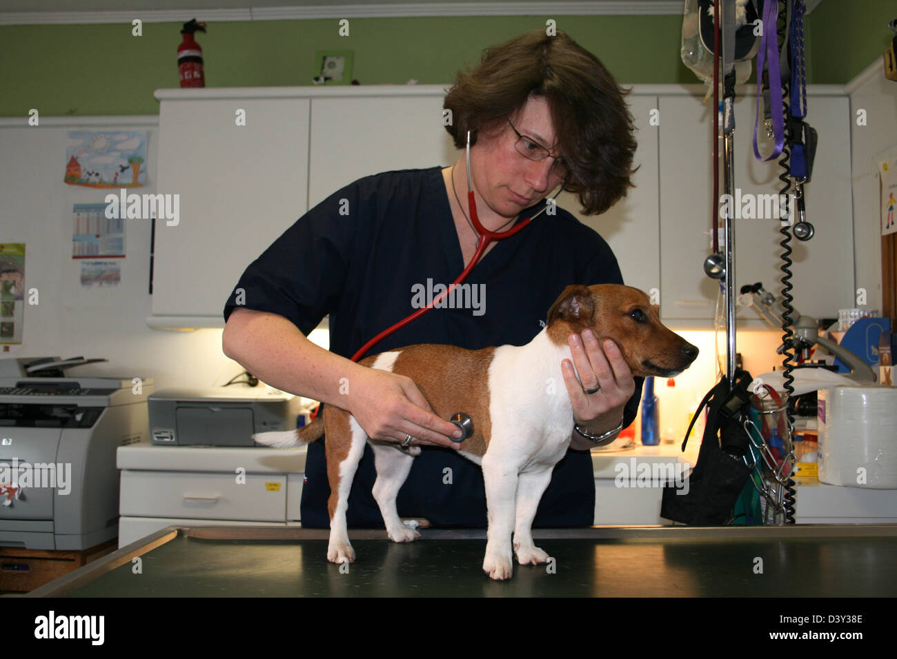 Dog Jack Russell Terrier / veterinary examination with a stethoscope ...