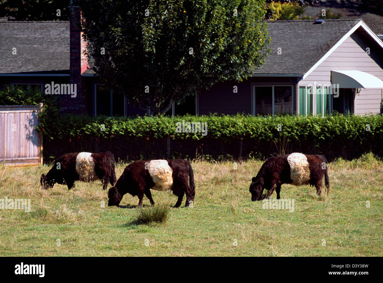 Belted Galloway Cows grazing in a Pasture, British Columbia, Canada ...