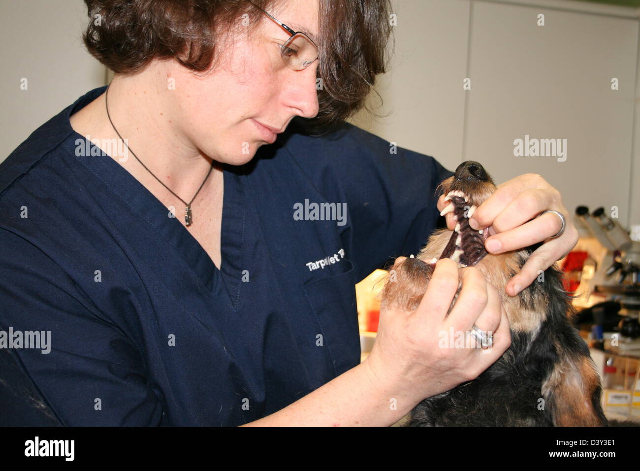 Dog Dachshund / veterinarian examines in mouth Stock Photo - Alamy
