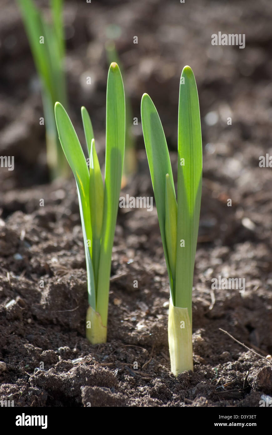 Bulb shoots hi-res stock photography and images - Alamy