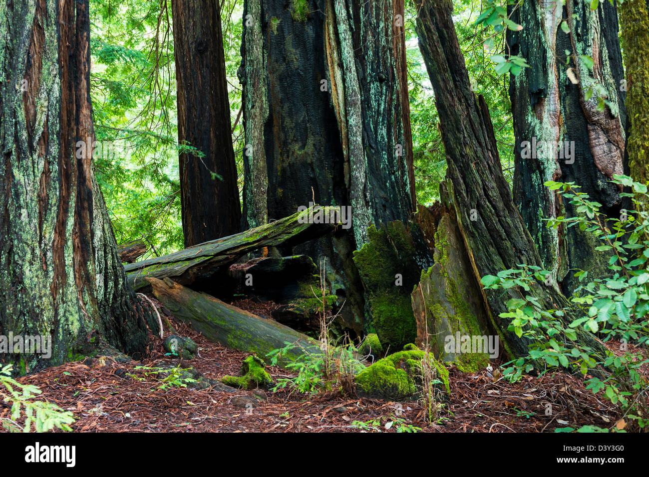 REDWOOD TREES IN BIG BASIN REDWOODS STATE PARK Stock Photo - Alamy