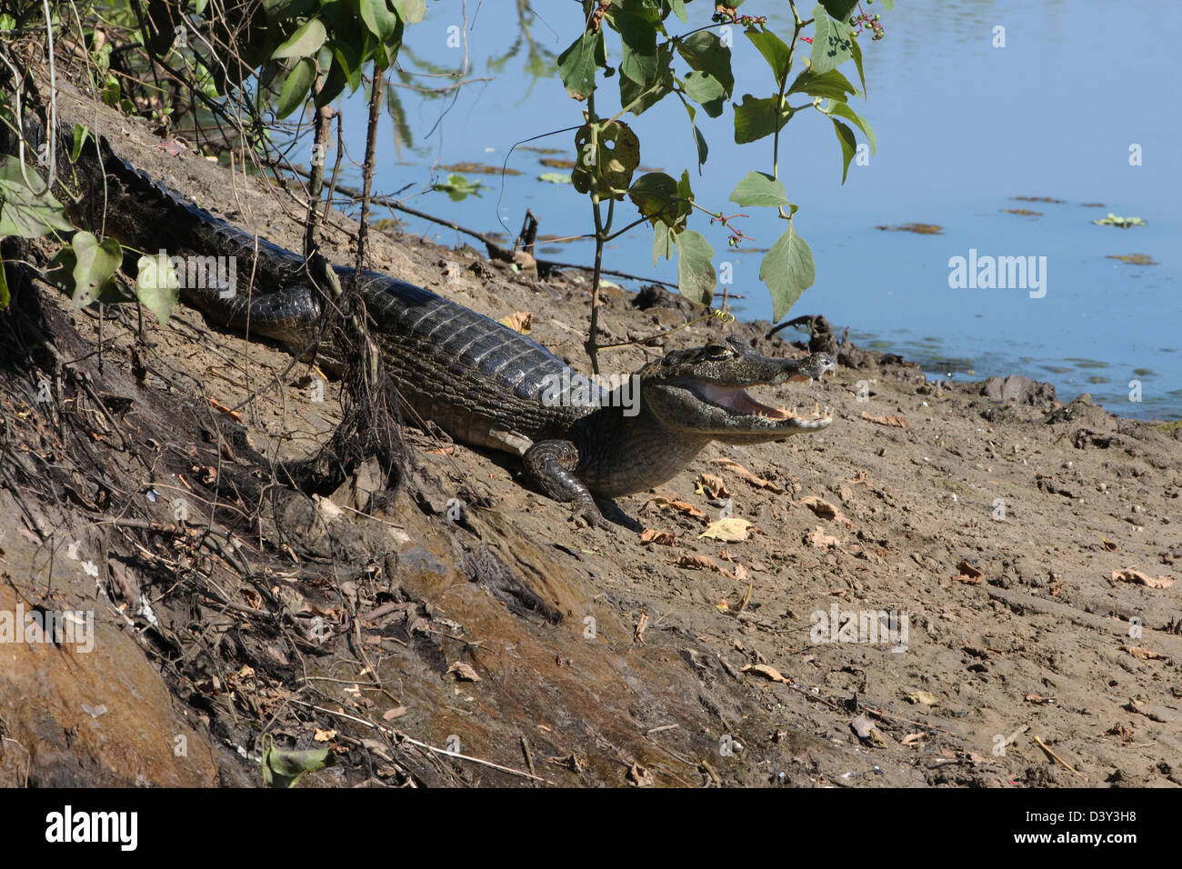 Caiman meat hi-res stock photography and images - Alamy