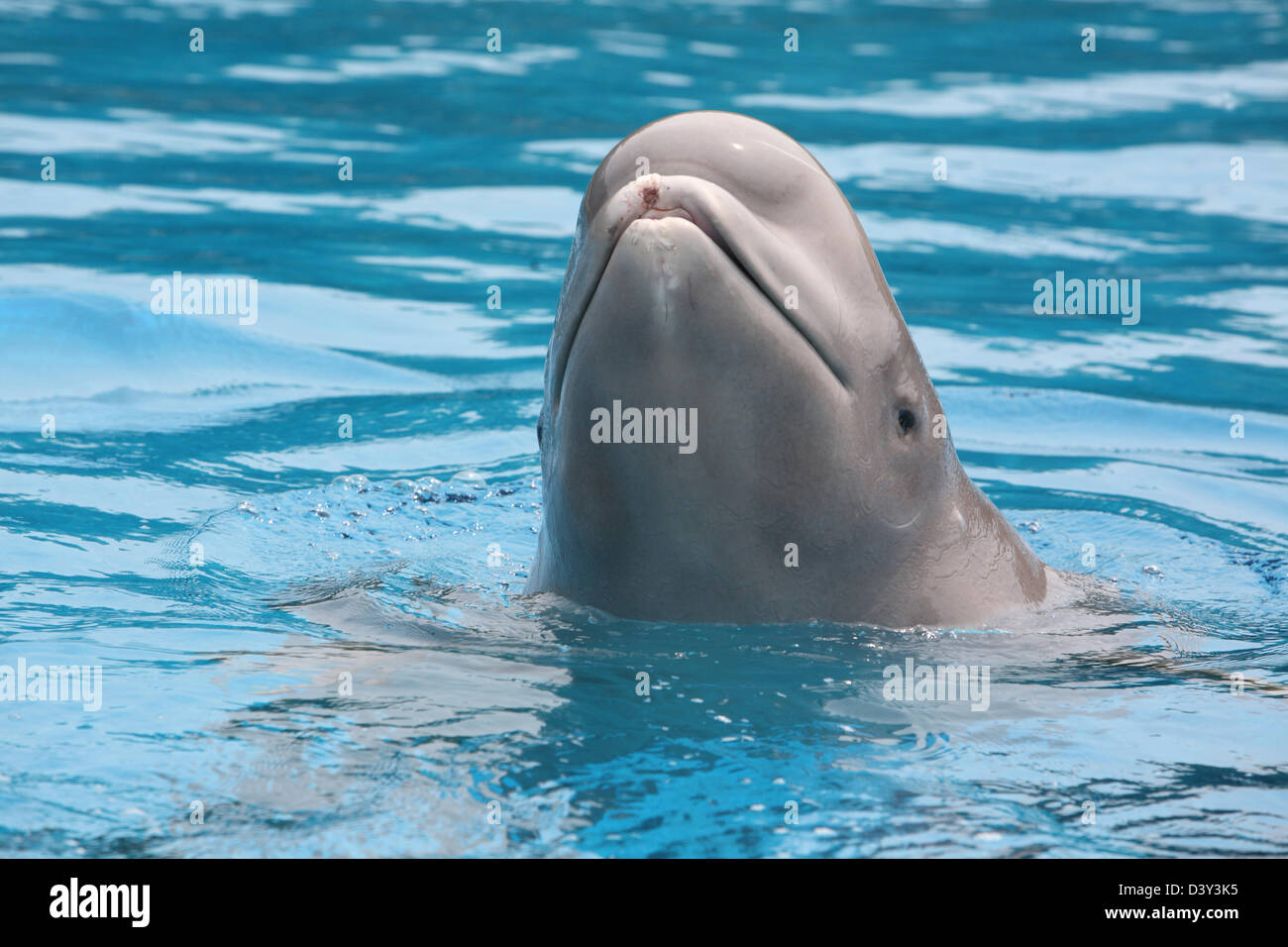 Beluga pod hi-res stock photography and images - Alamy