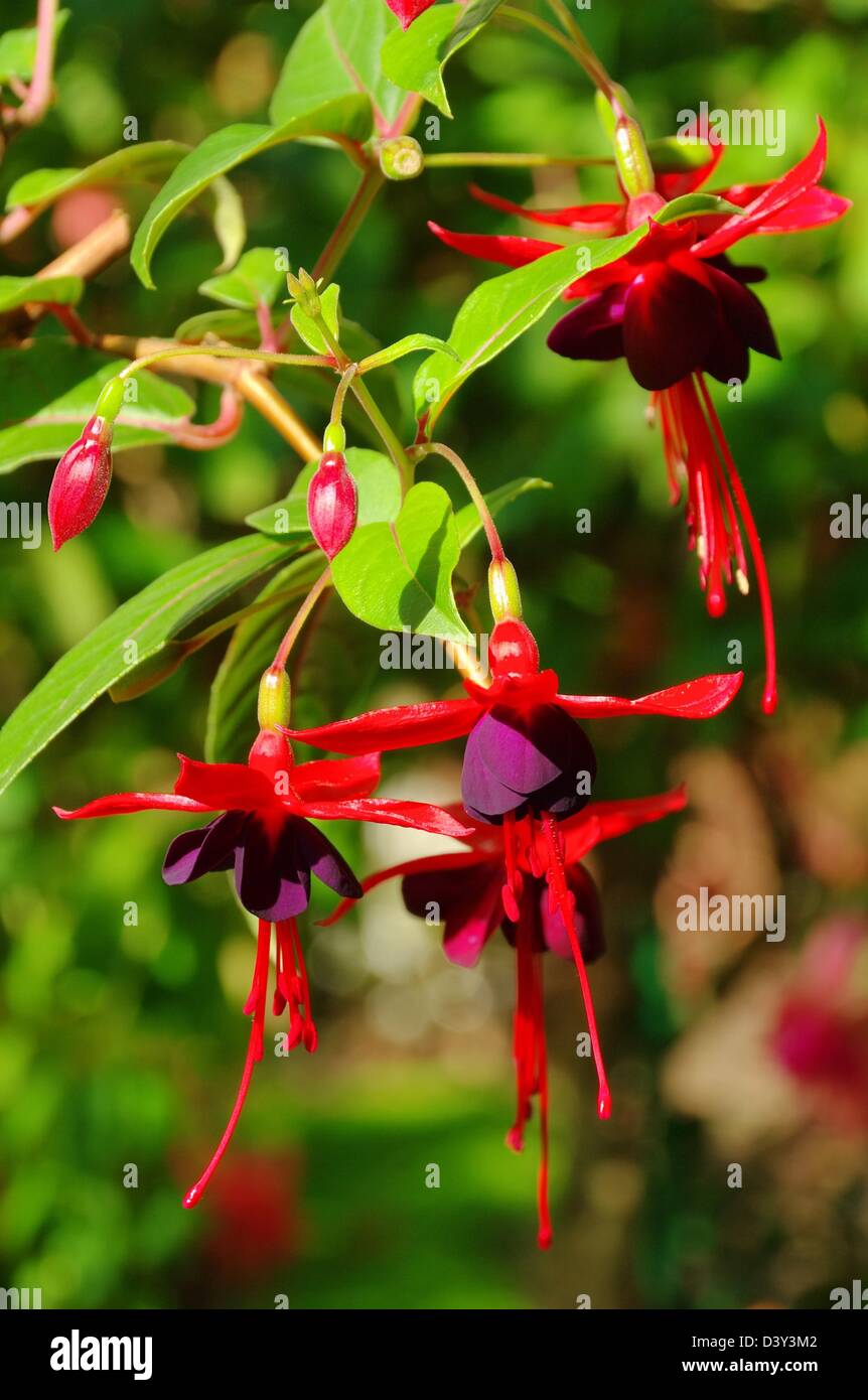 Fuchsie - Fuchsia 02 Stock Photo - Alamy