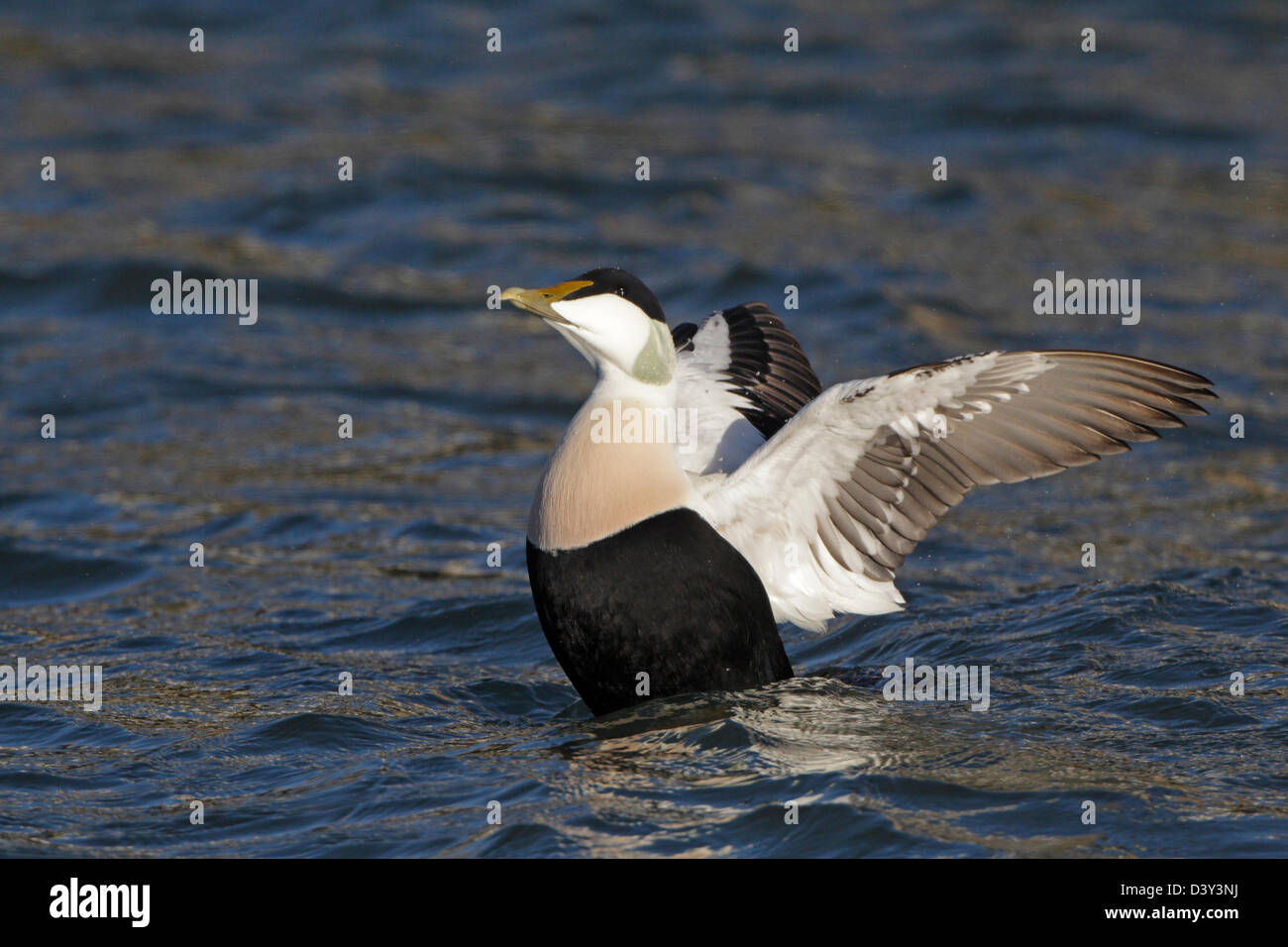 Drake common eider duck flapping its wings on the sea Stock Photo - Alamy