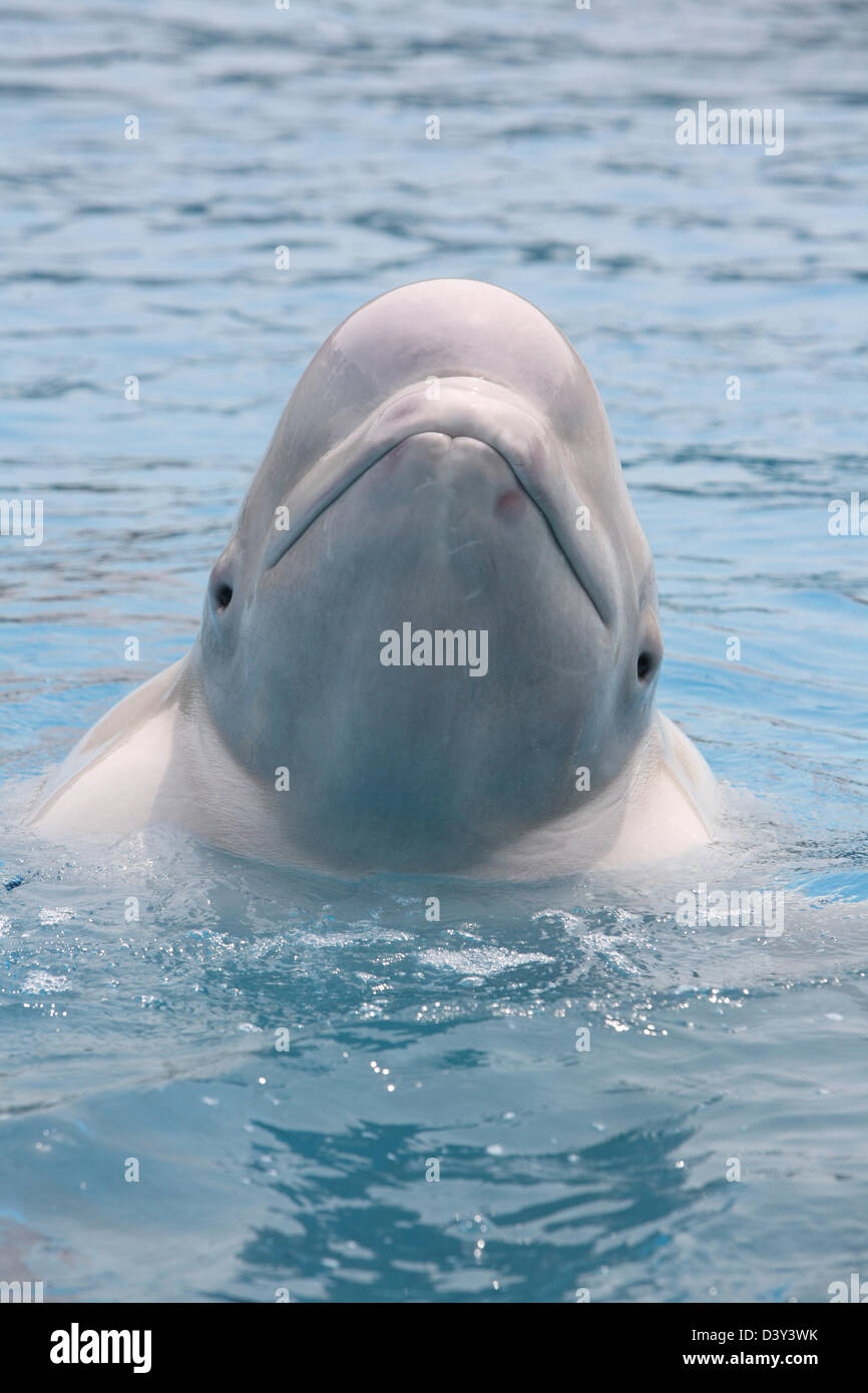 Killer whale underwater pod hi-res stock photography and images - Alamy