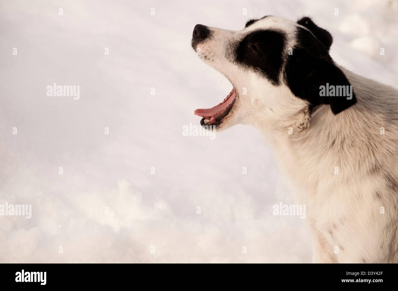Open snout hi-res stock photography and images - Alamy