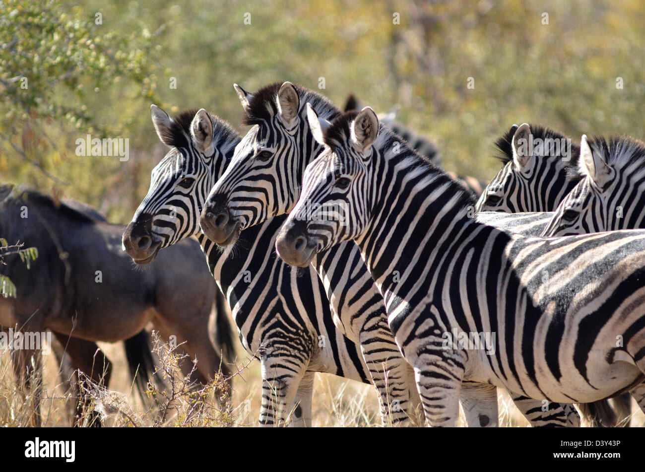 Photos of Africa, Plains Zebra three stand in row Stock Photo - Alamy