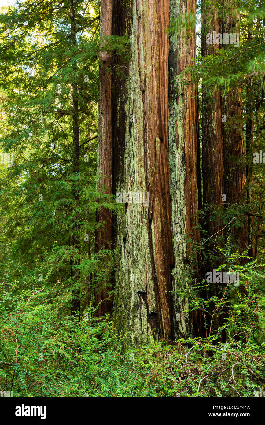 REDWOOD TREES IN BIG BASIN REDWOODS STATE PARK Stock Photo - Alamy