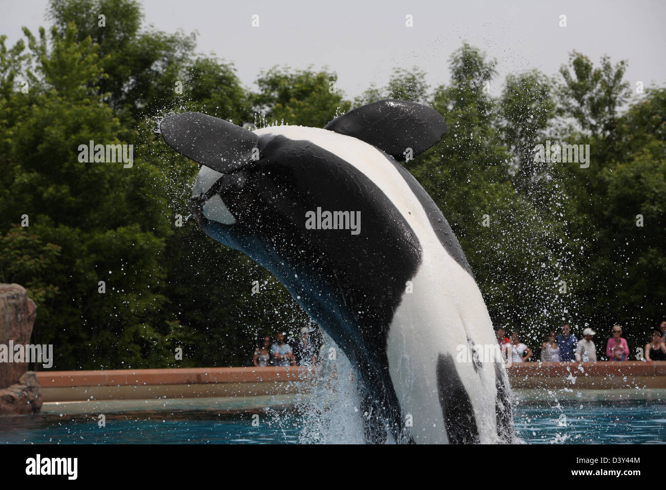 killer whale in aquarium Stock Photo - Alamy