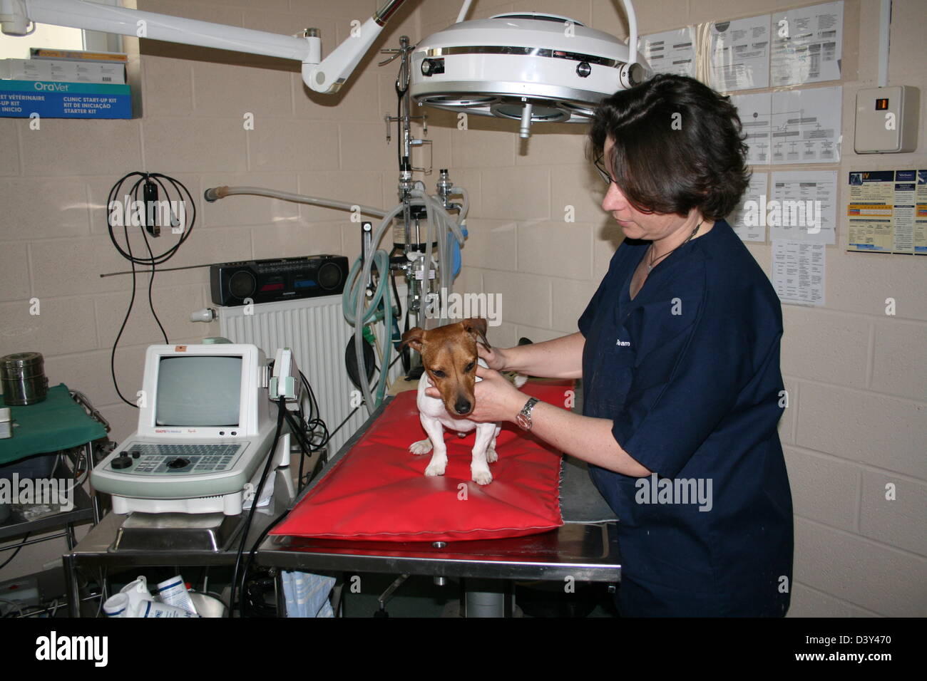 Dog Jack Russell Terrier / veterinary examination Stock Photo - Alamy