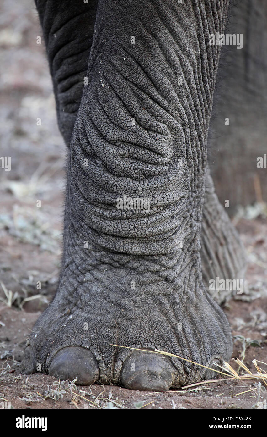 Elephant foot africa hi-res stock photography and images - Alamy