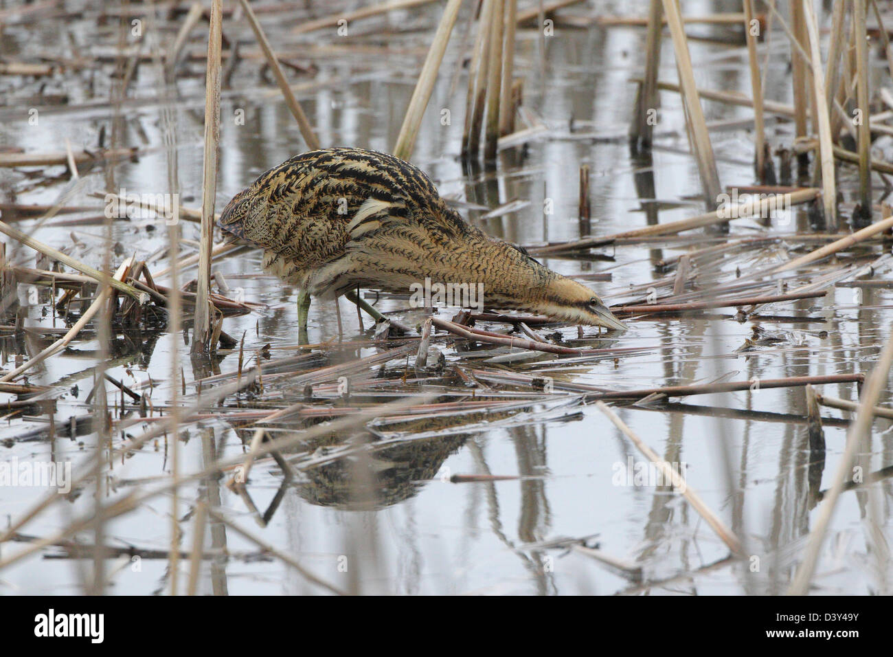 Bittern in reed bed botaurus hi-res stock photography and images - Alamy
