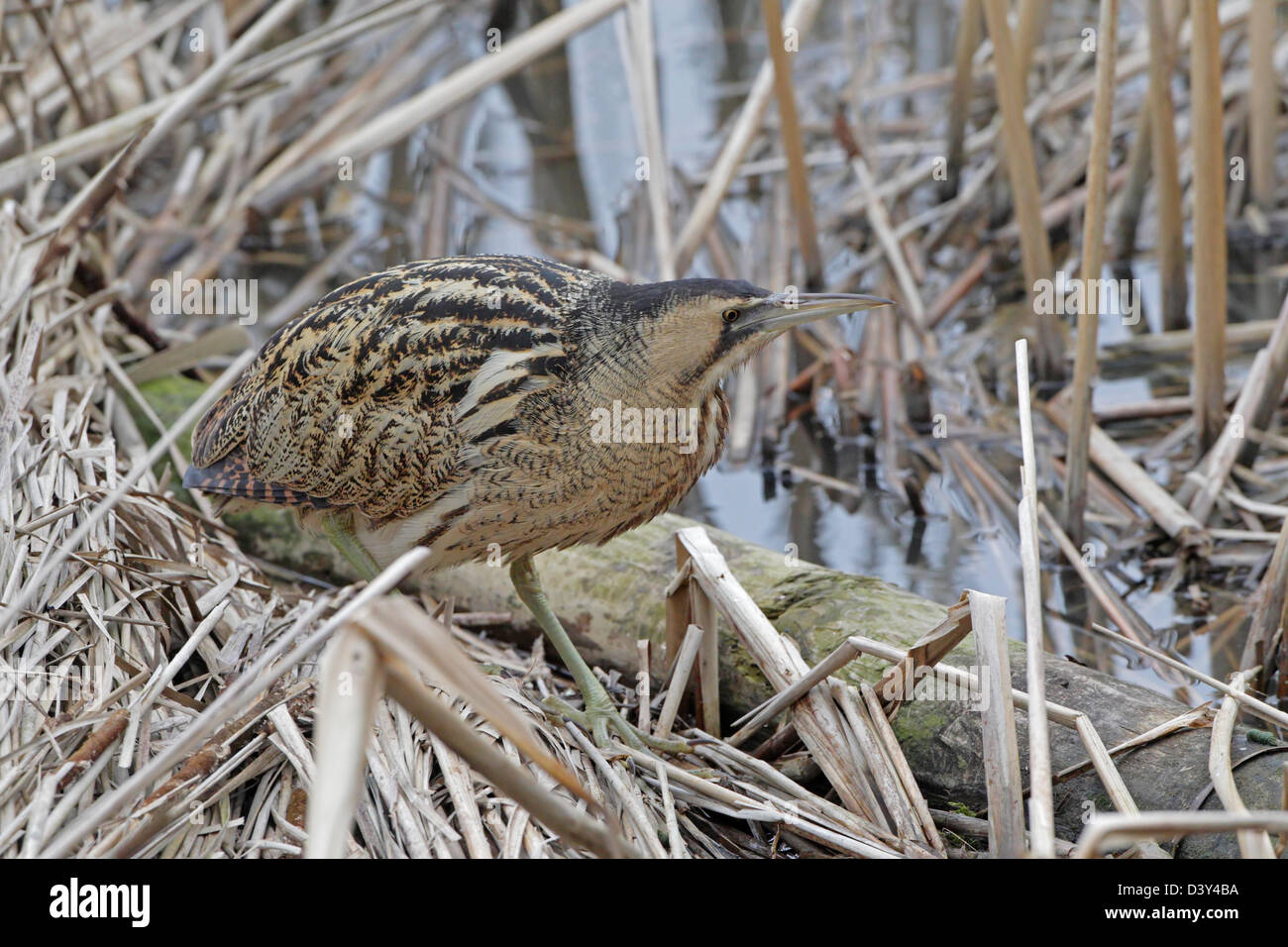 Bittern in reeds hi-res stock photography and images - Alamy