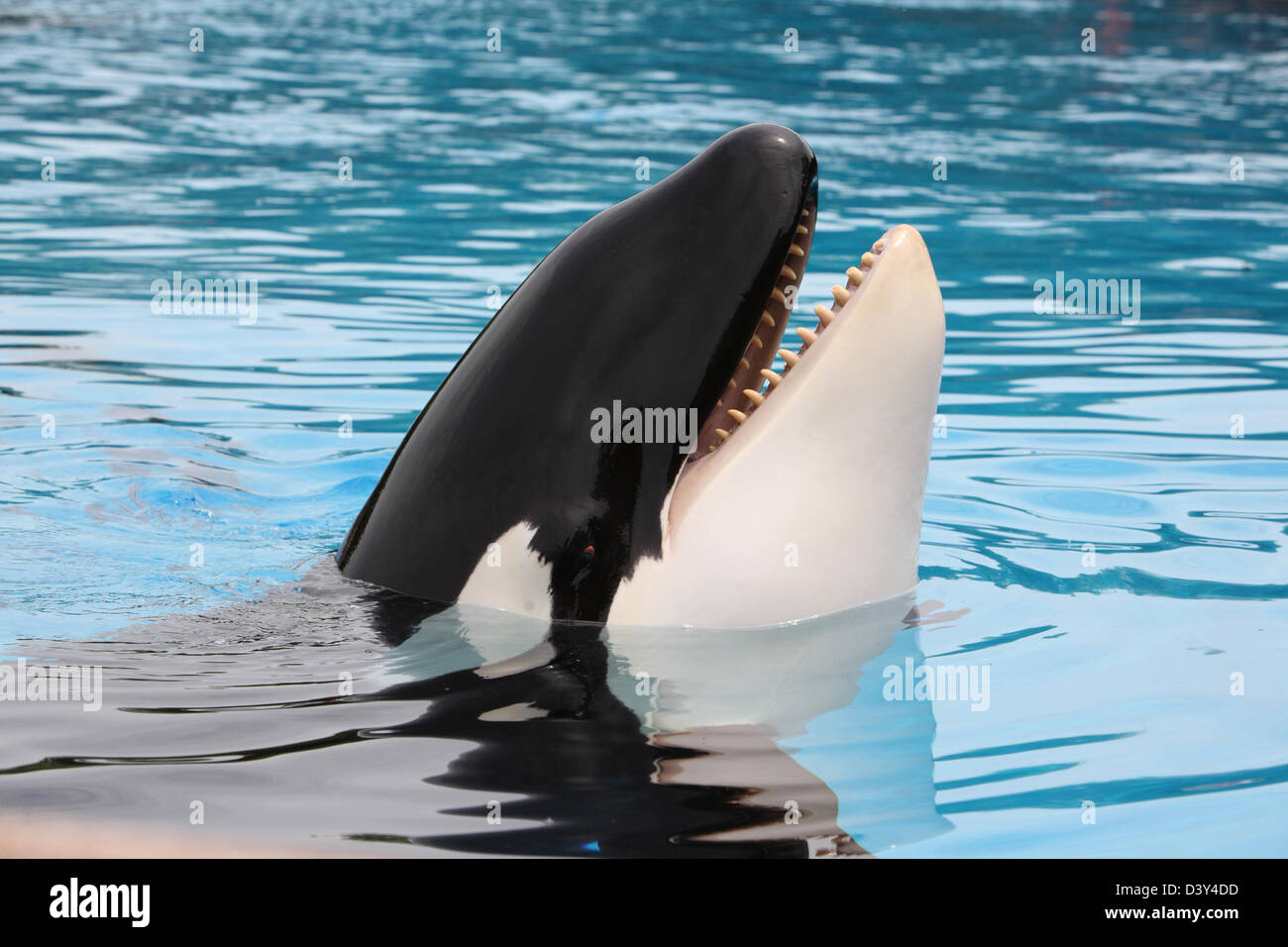killer whale in aquarium Stock Photo - Alamy