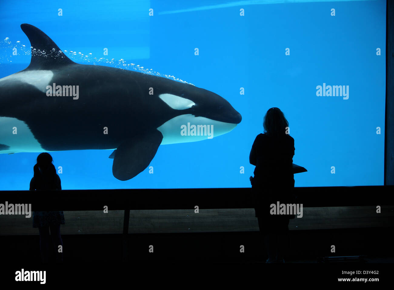 killer whale in aquarium Stock Photo - Alamy