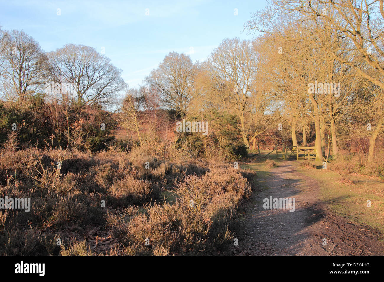 Path Leading Through Lowland Heath, Kinver Edge, Staffordshire, England ...