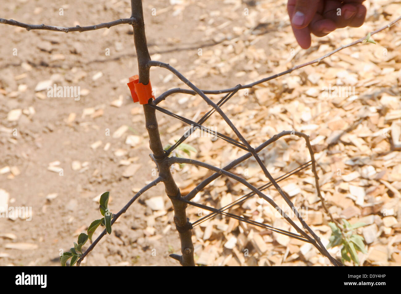 Tall spindle apple tree with branch training Stock Photo - Alamy