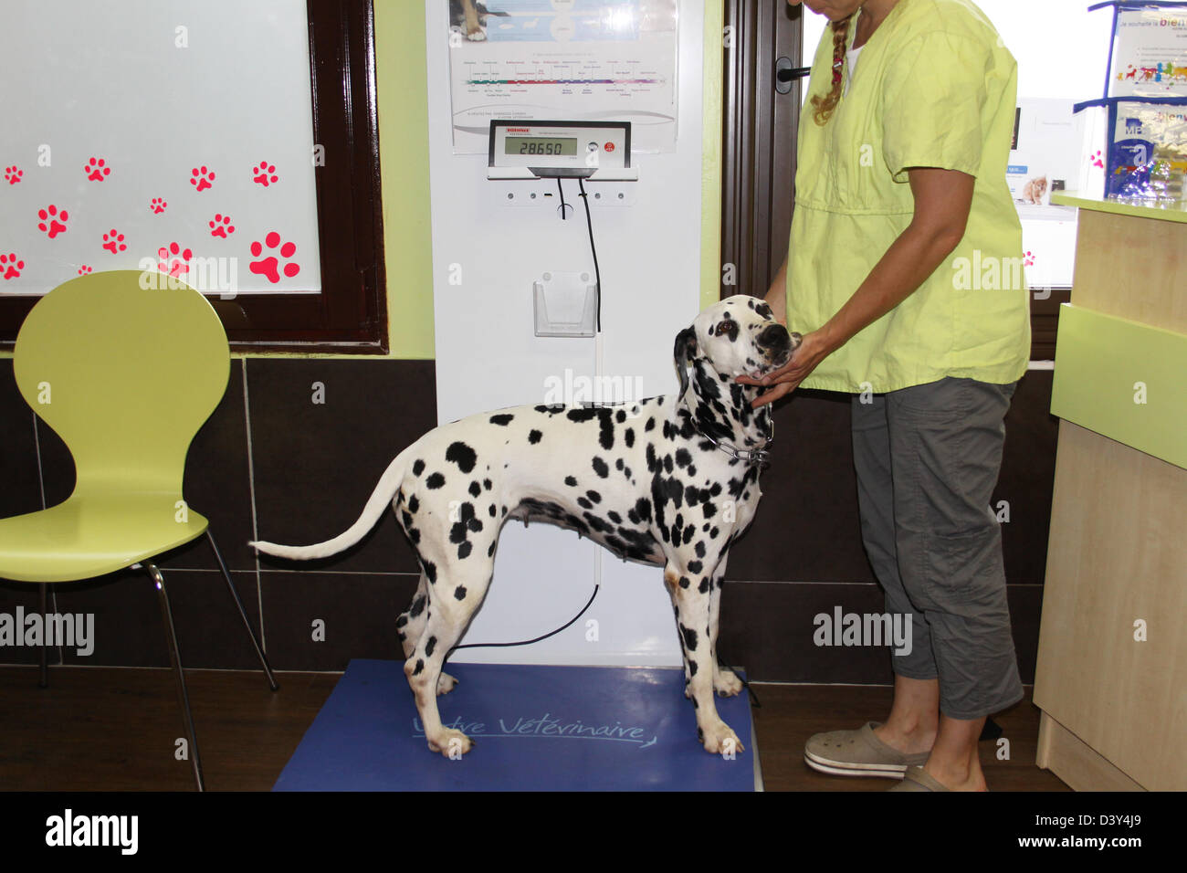 Digital veterinary weighing scale hi-res stock photography and images ...