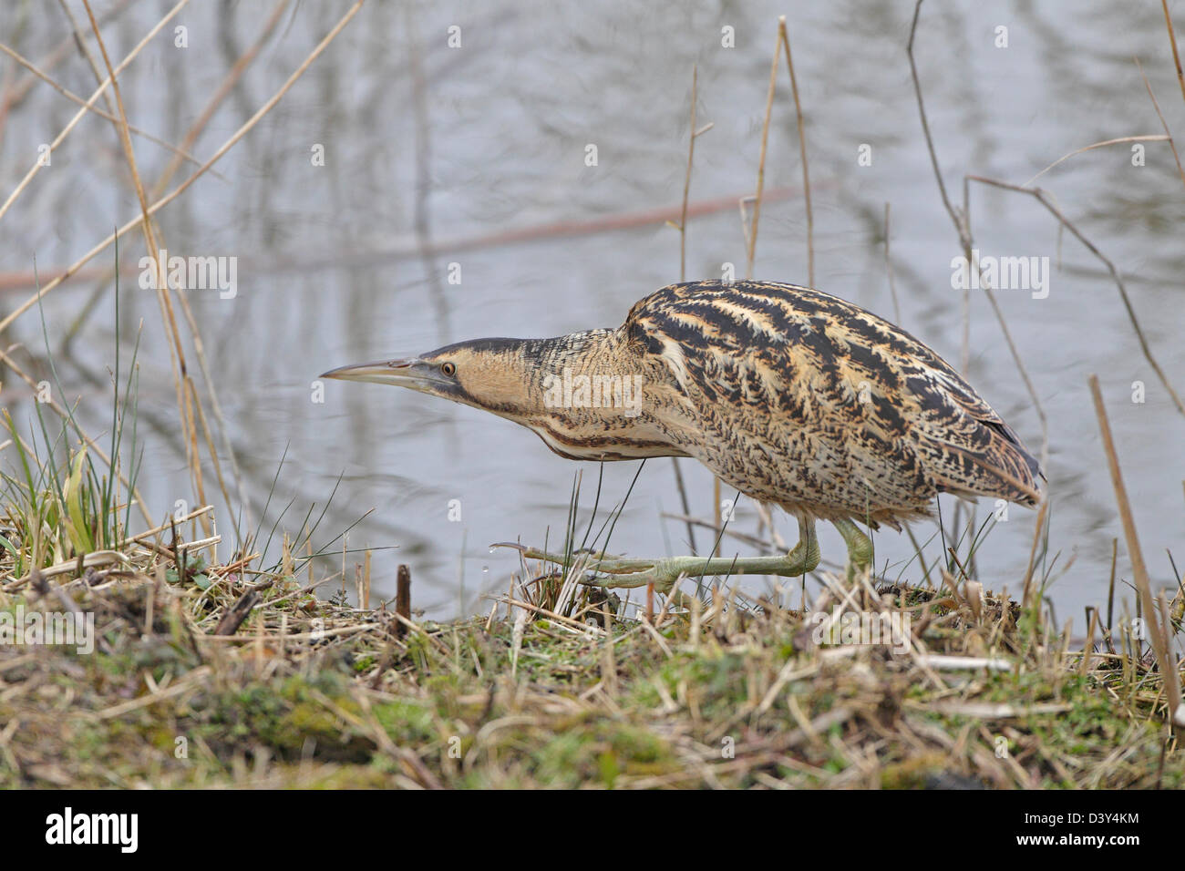 Great bittern walking along waters edge Stock Photo - Alamy