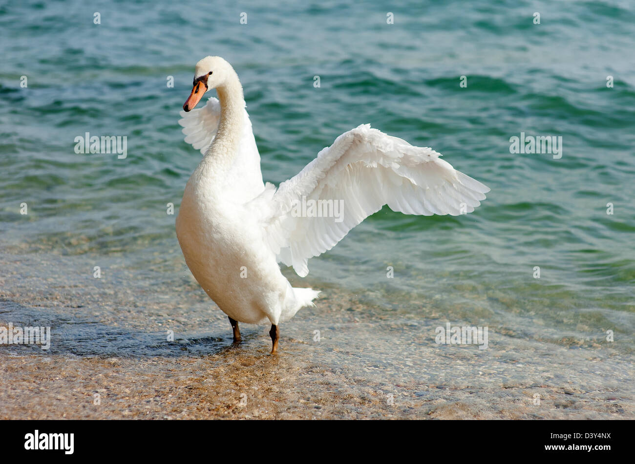Swan standing hi-res stock photography and images - Alamy
