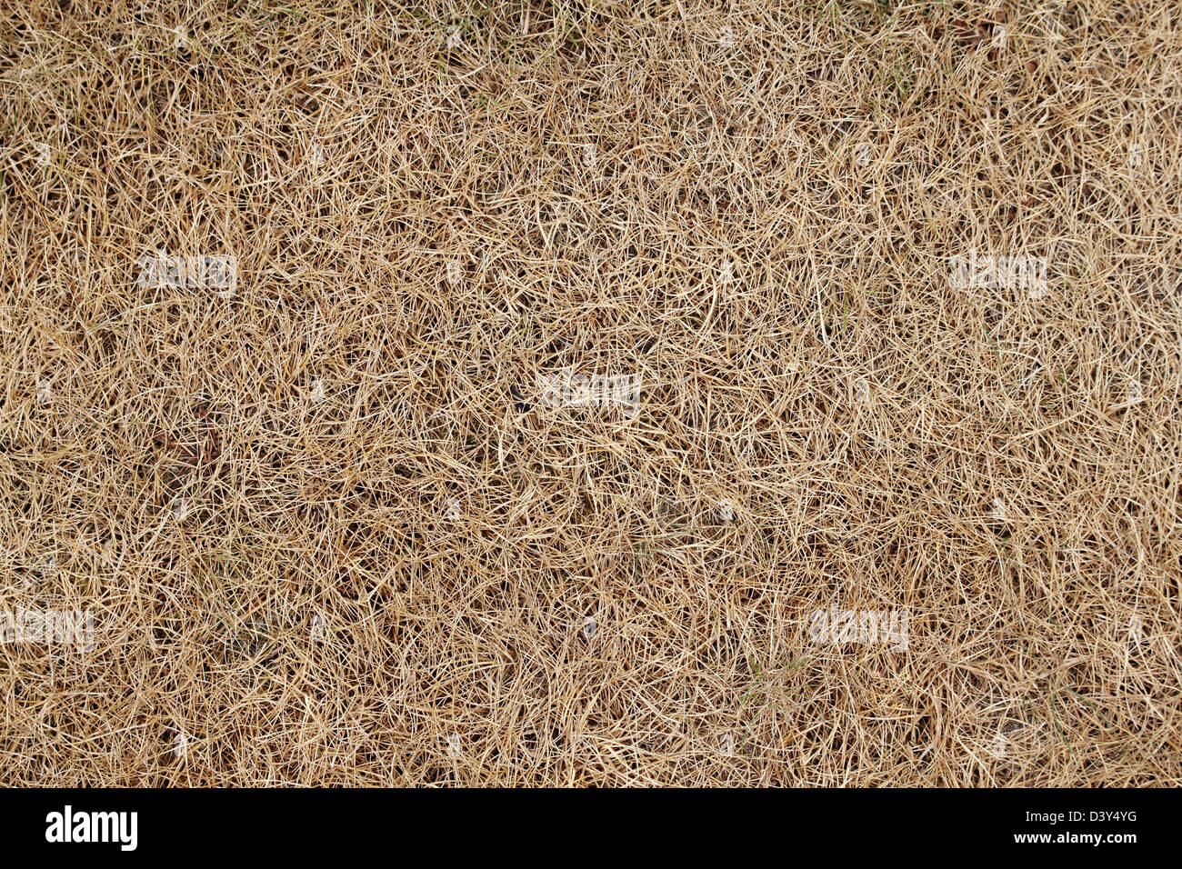 Dry lawn grass as a natural background Stock Photo - Alamy