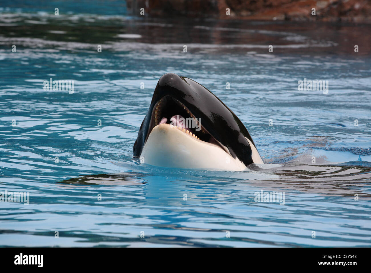 Kikker hi-res stock photography and images - Alamy