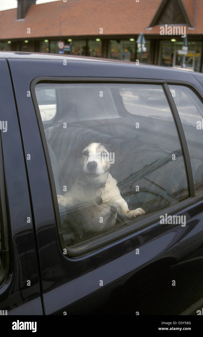 dog locked inside car outside supermarket Stock Photo - Alamy