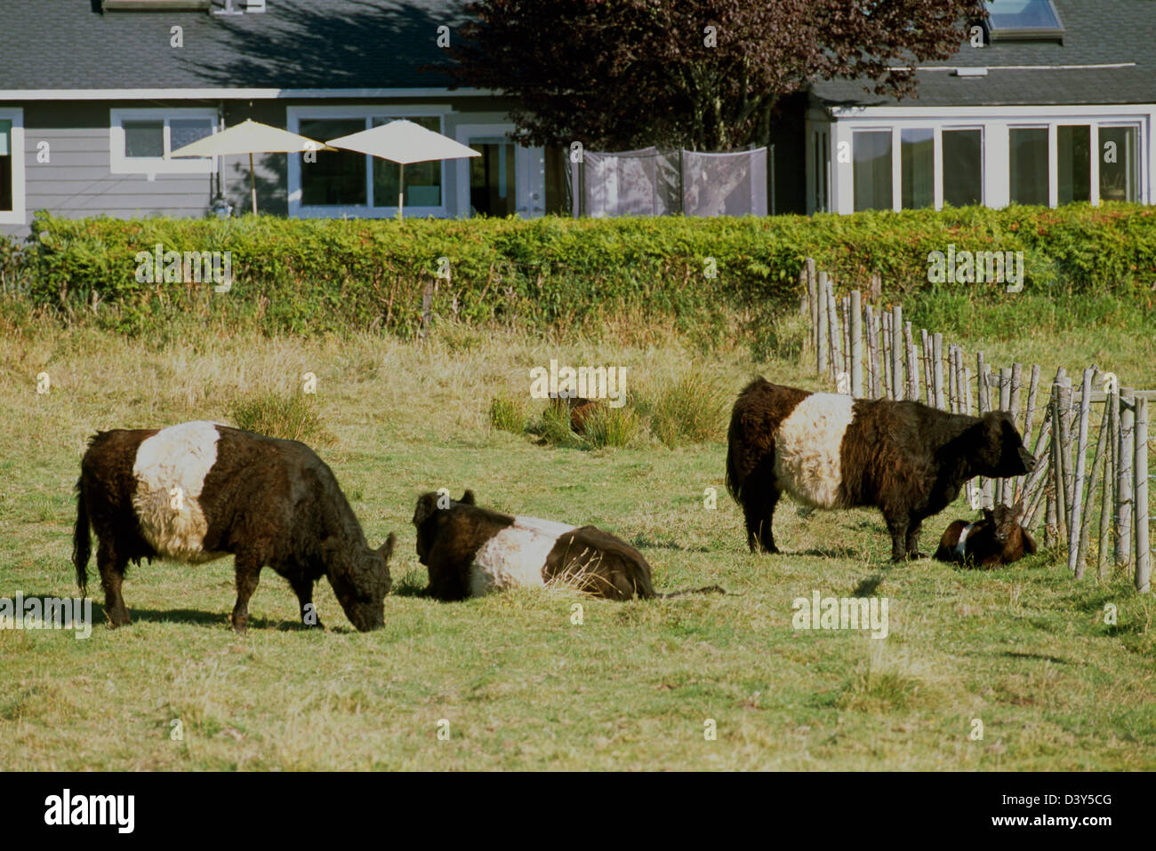 Belted Galloway Cows and Calf grazing in a Pasture, British Columbia ...