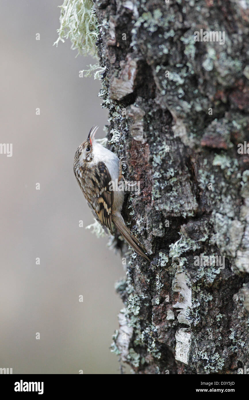 Eurasian treecreeper on lichen covered tree Stock Photo - Alamy