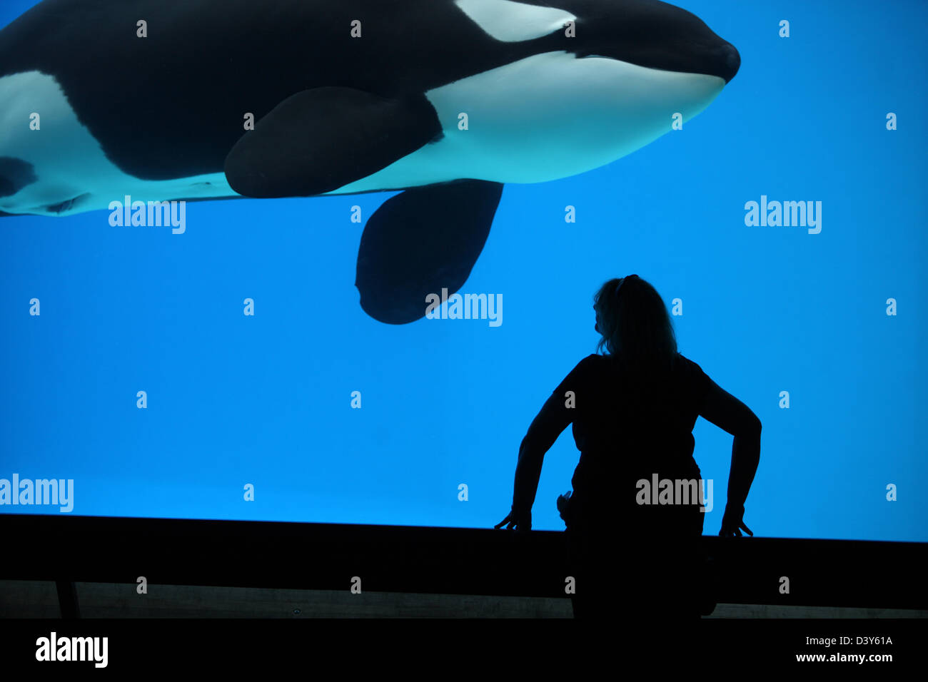 killer whale in aquarium Stock Photo - Alamy