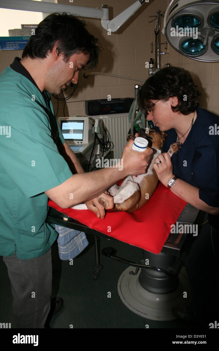 Dog ultrasound pregnant vet hi-res stock photography and images - Alamy