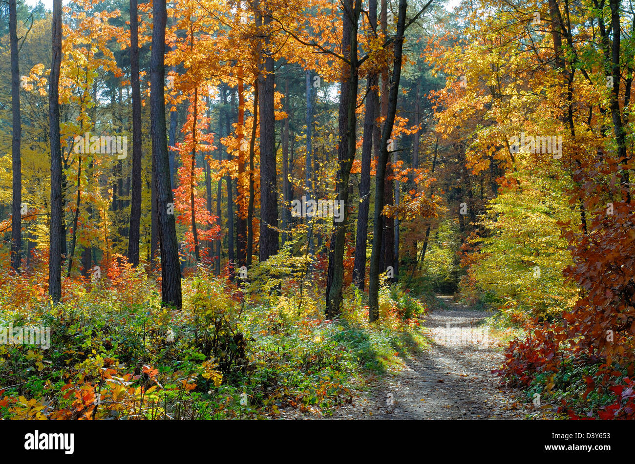 Colors of Fall Stock Photo - Alamy