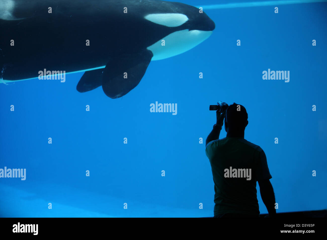 Killer whales pod underwater hi-res stock photography and images - Alamy