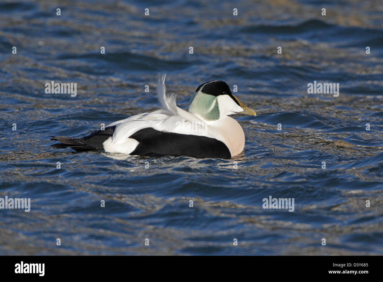 Drake sea duck hi-res stock photography and images - Alamy