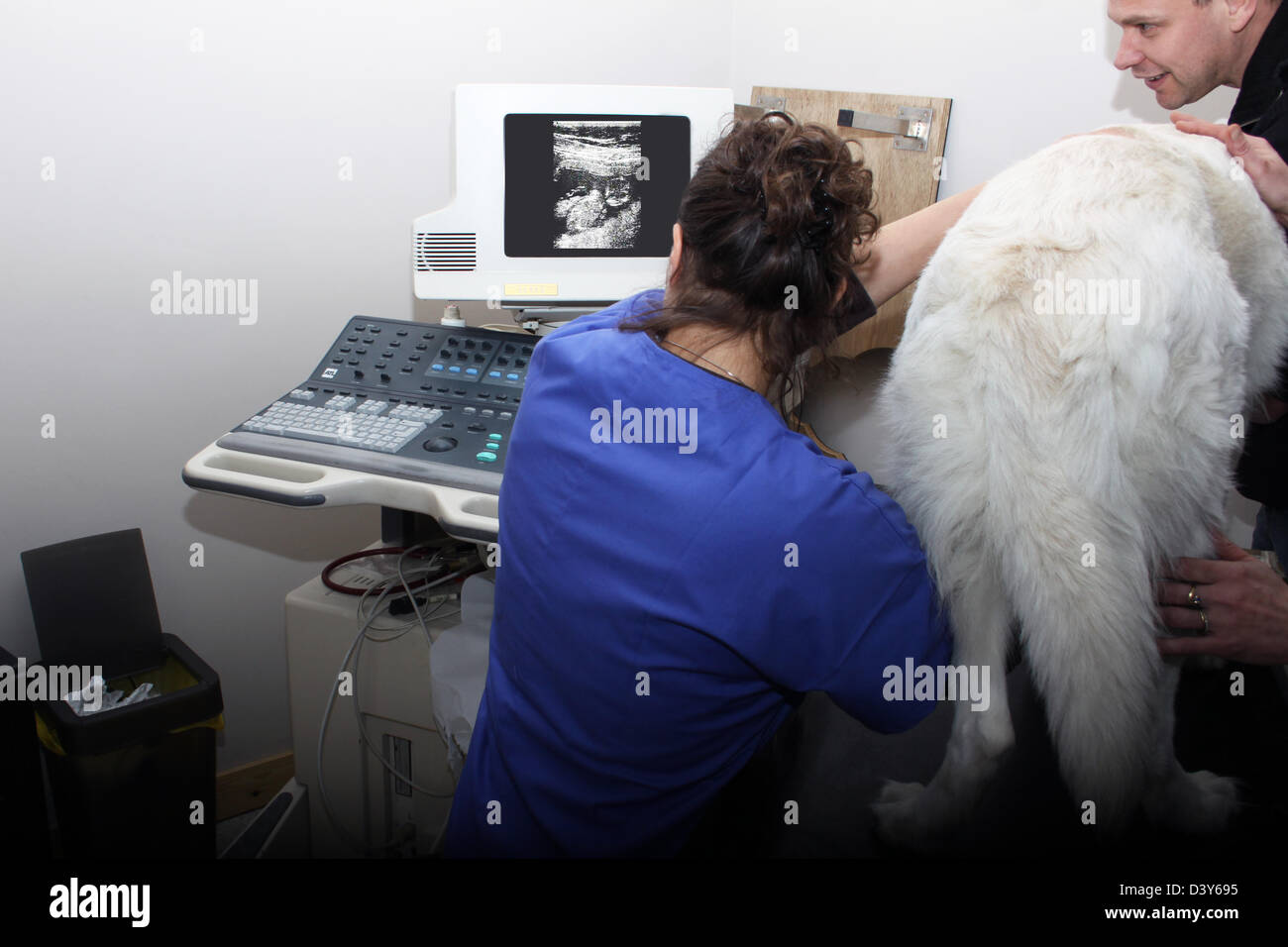veterinarian echography / dog White Swiss Shepherd Dog / Berger blanc ...