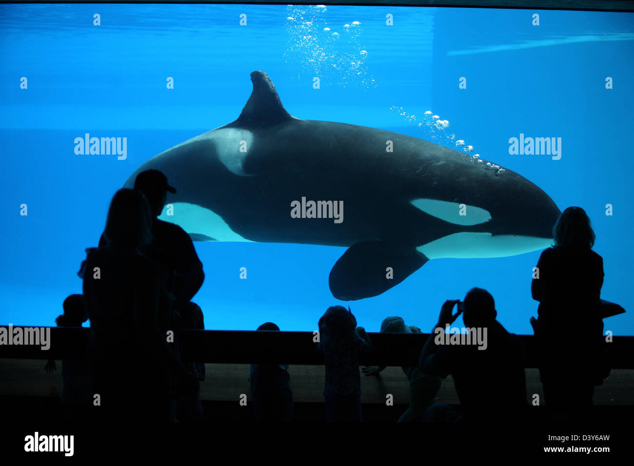 Killer whales pod underwater hi-res stock photography and images - Alamy