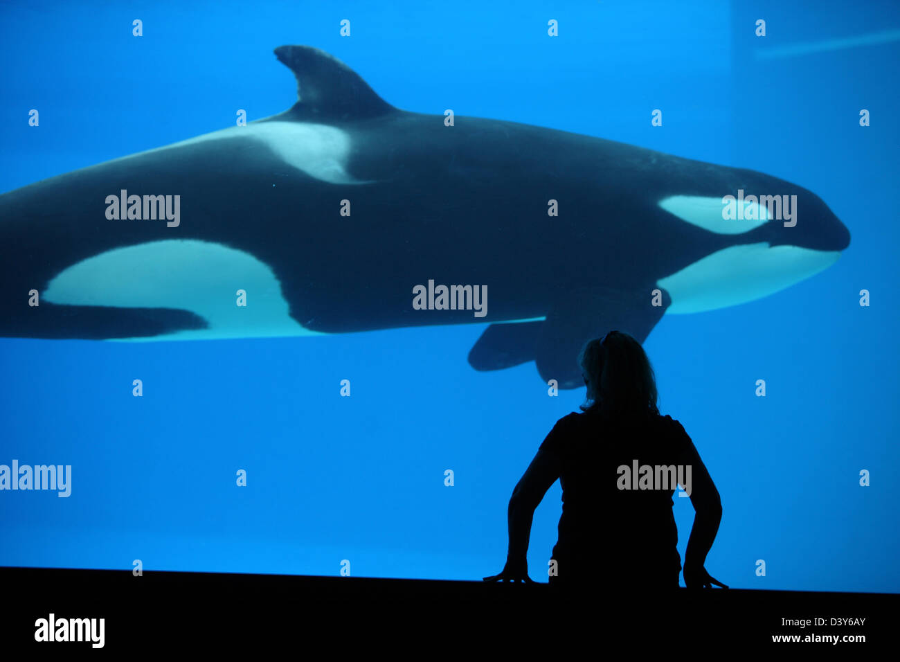 Killer whale park underwater hi-res stock photography and images - Alamy