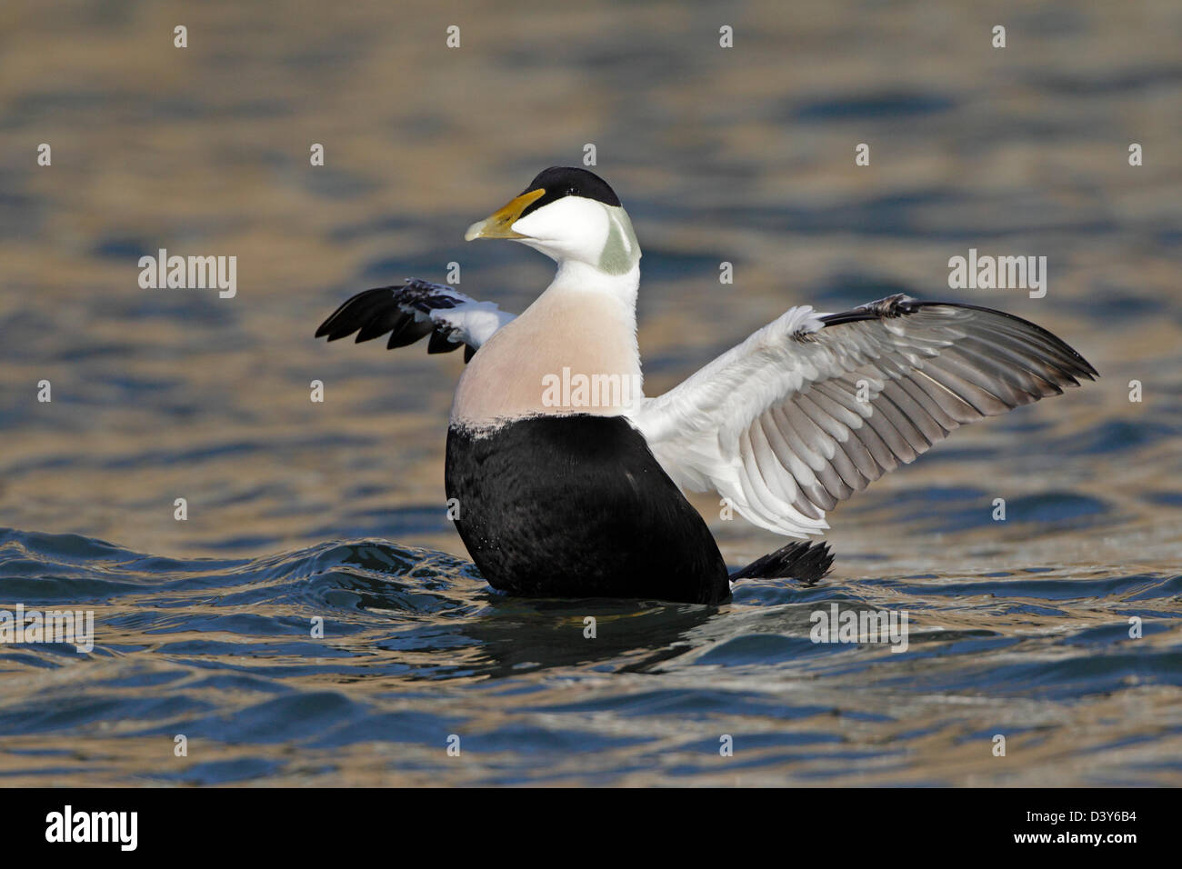 Drake sea duck hi-res stock photography and images - Alamy