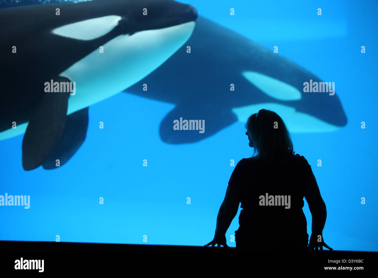 killer whale in aquarium Stock Photo - Alamy