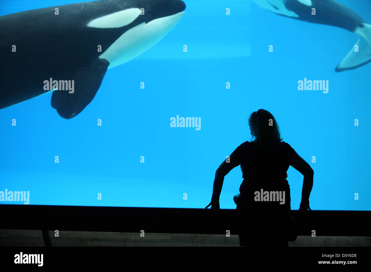 killer whale in aquarium Stock Photo - Alamy