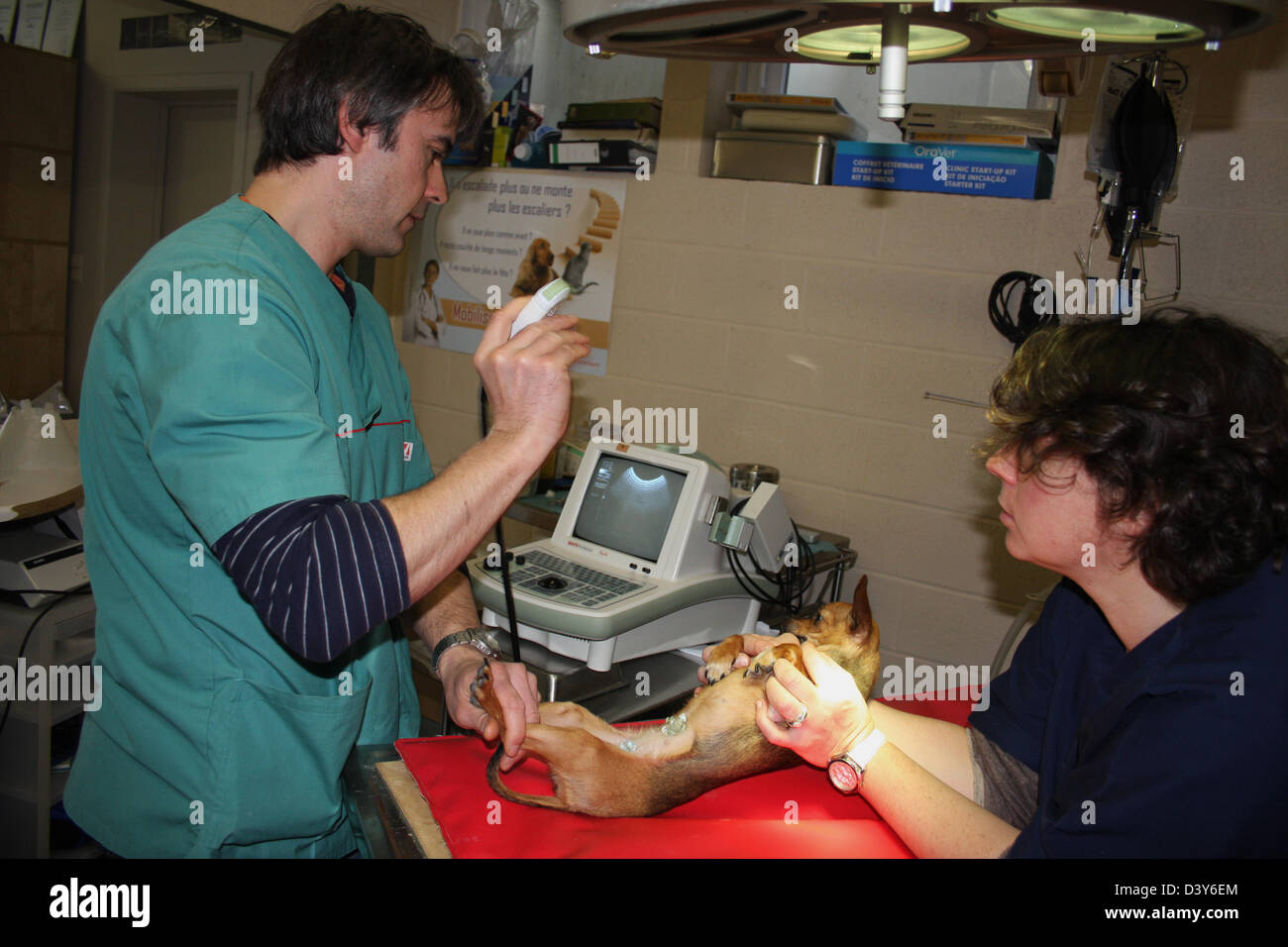 Dog ultrasound pregnant vet hi-res stock photography and images - Alamy