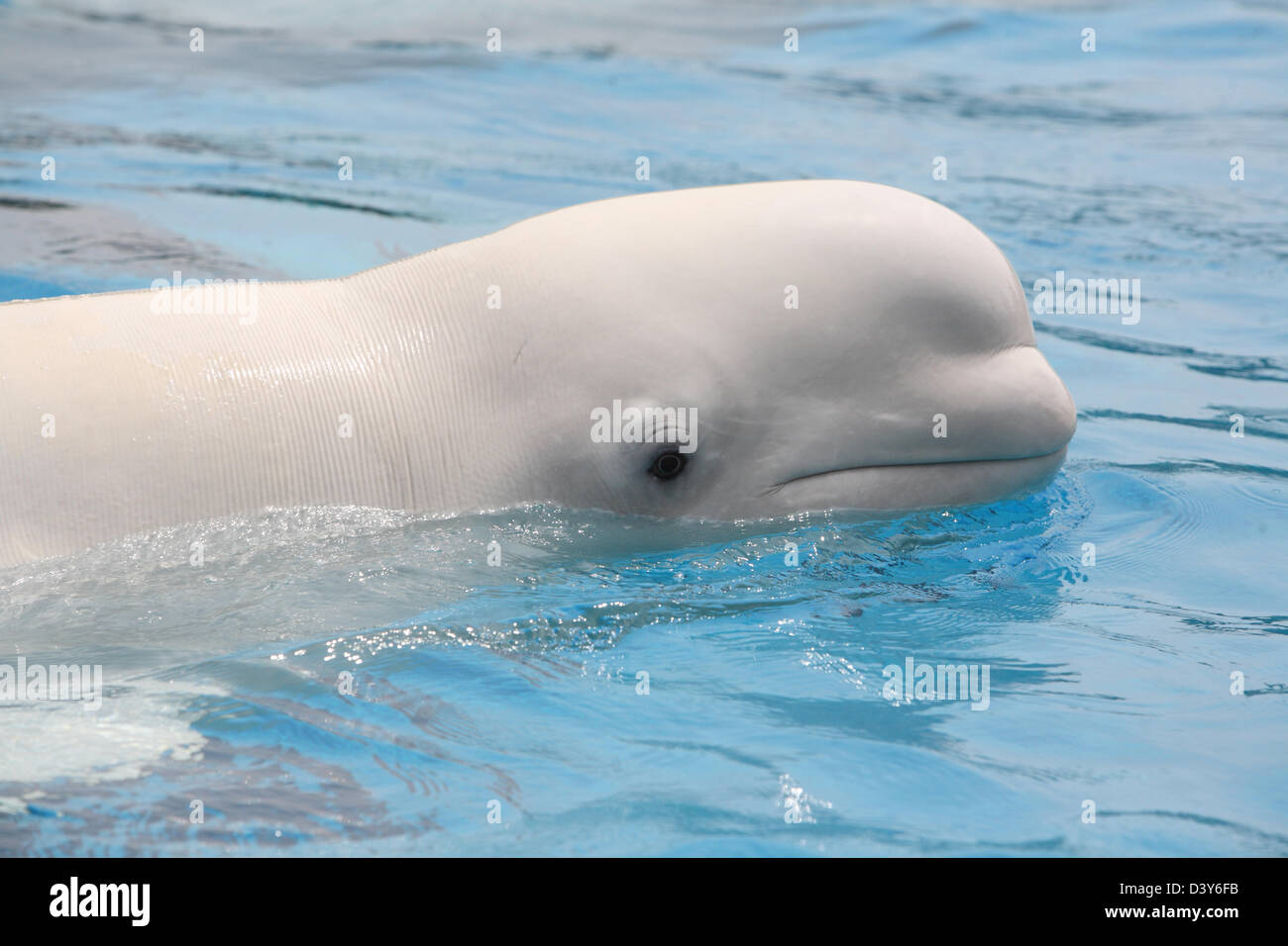 Beluga pod hi-res stock photography and images - Alamy