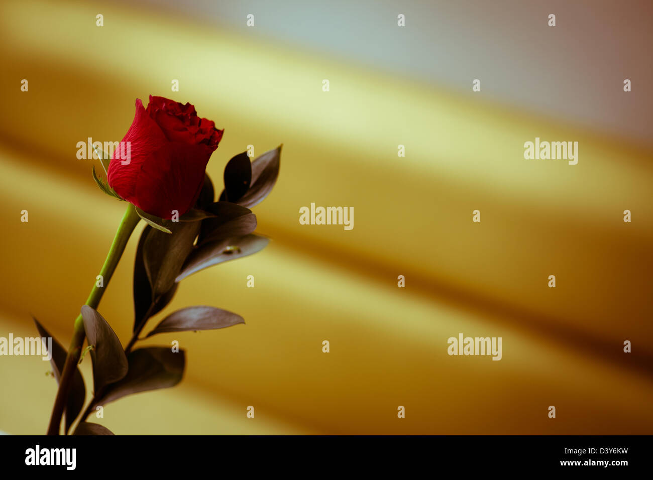 Perfect red rose bud hi-res stock photography and images - Alamy