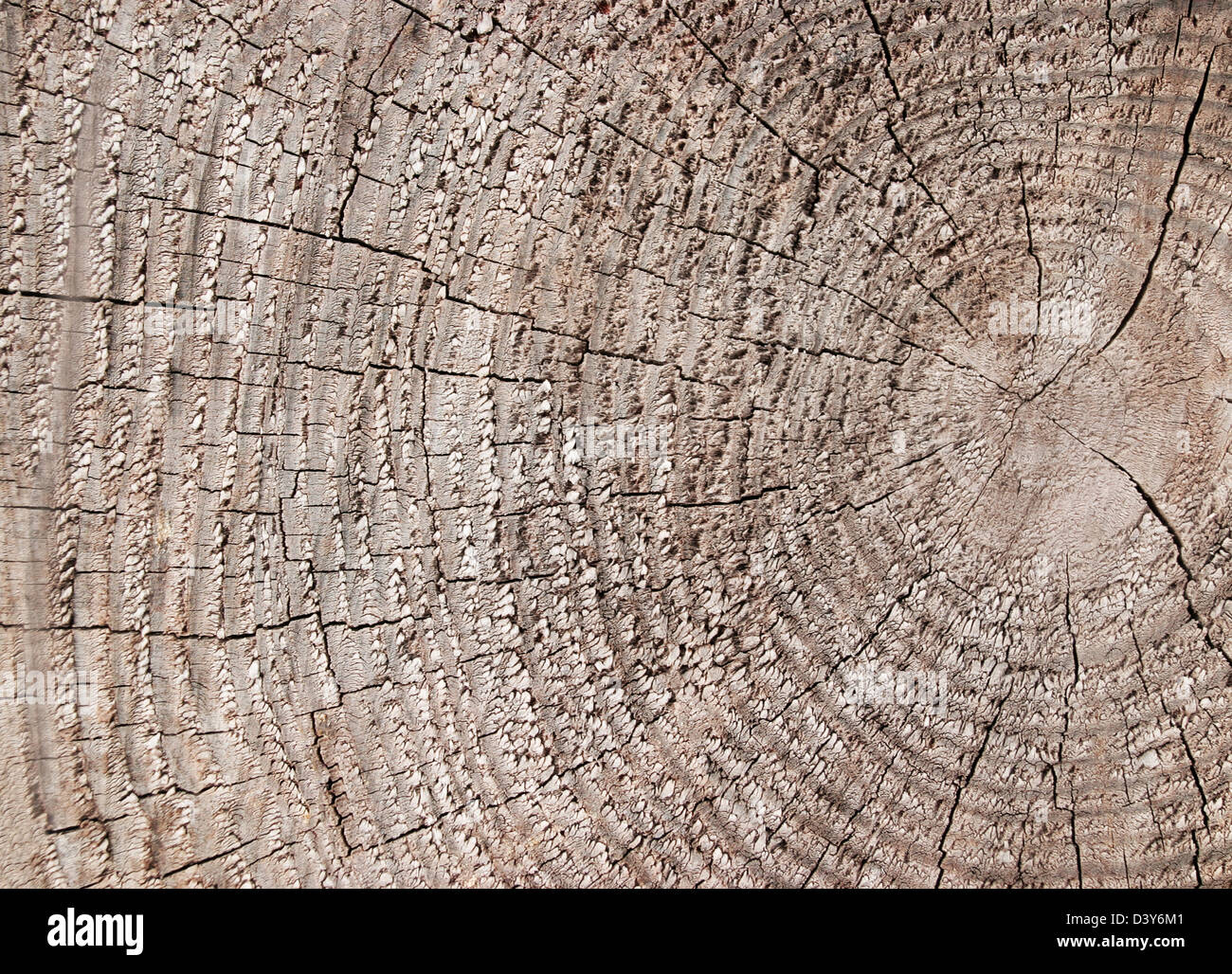 Texture Cut of Tree Stock Photo - Alamy