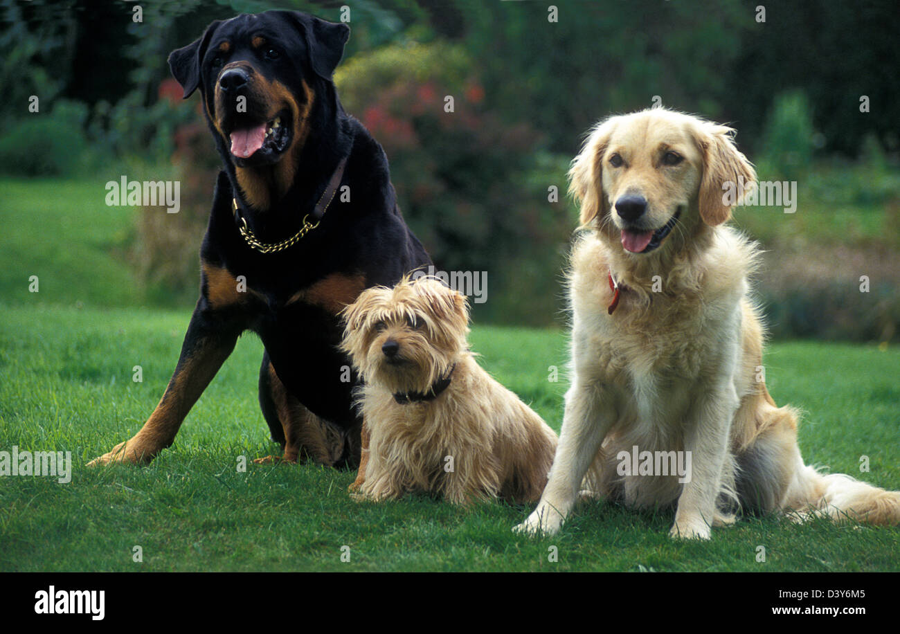 3 Dogs High Resolution Stock Photography and Images - Alamy