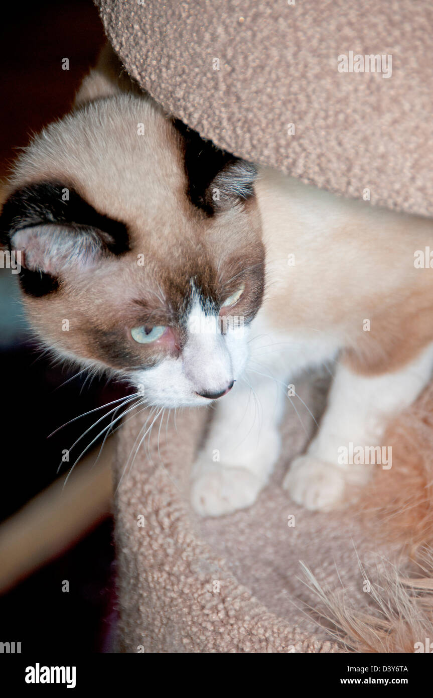 Six-month-old Siamese kitten Stock Photo - Alamy