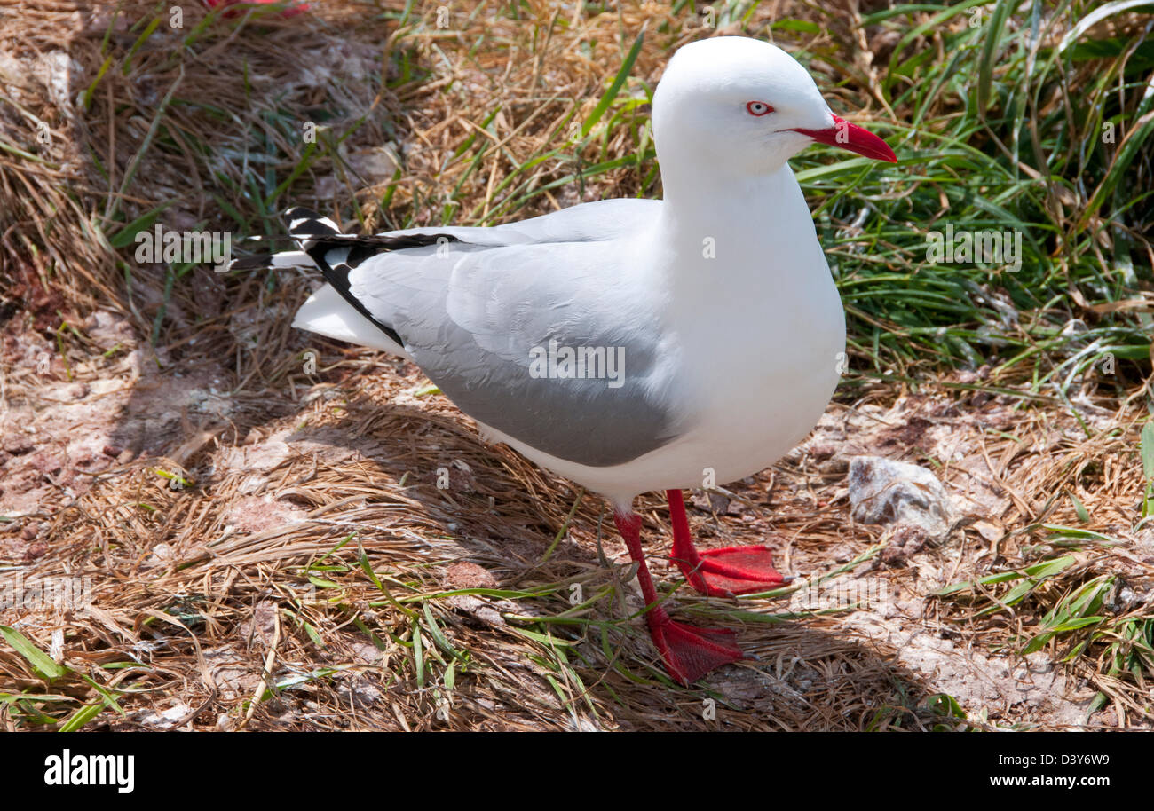 Red-billed Gull at Royal Albatross Colony, New Zealand Stock Photo - Alamy