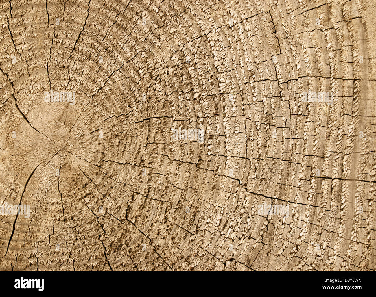 Texture Cut of Tree Stock Photo - Alamy